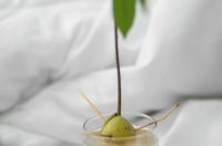 Indiana Crop Improvement Association Seed Testing • ICIA