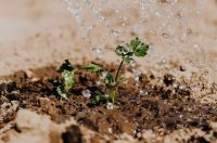 Indiana Crop Improvement Association Seed Testing • ICIA